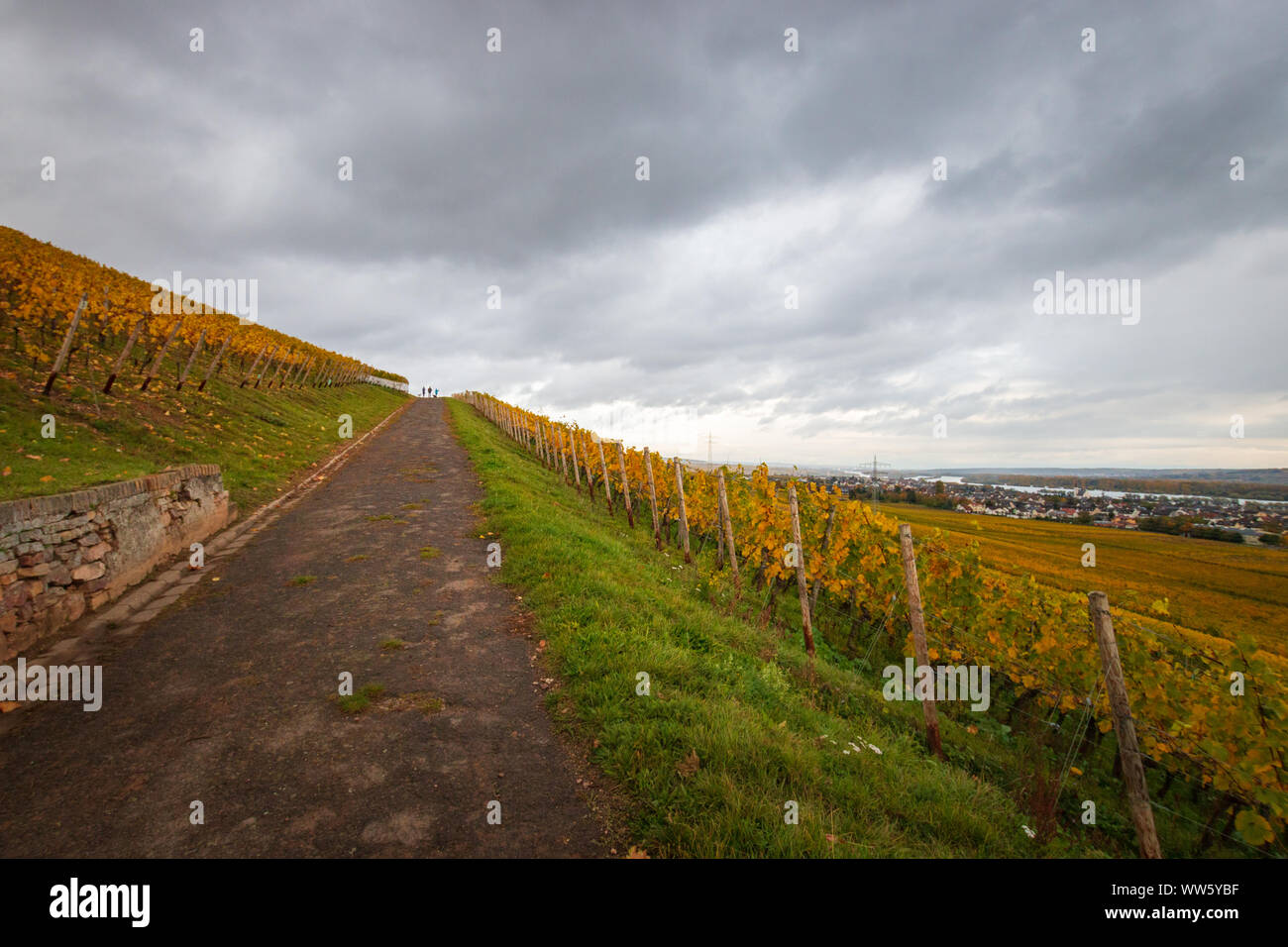 Pathway through autumnal coloured vineyard in Rheingau region with ...