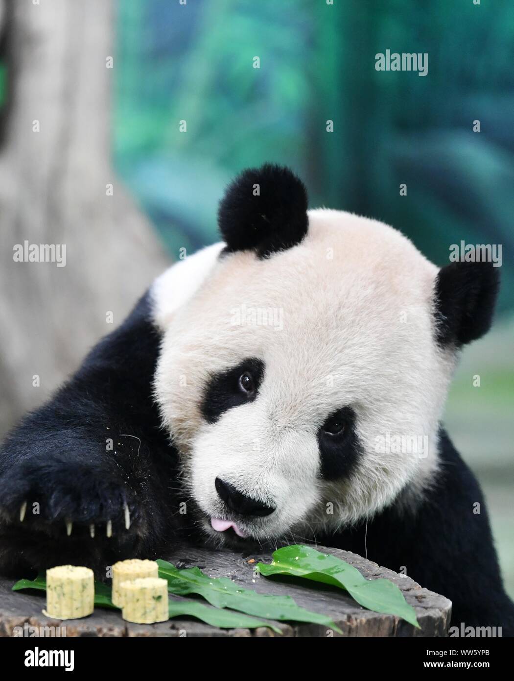 Taipei's Taiwan. 13th Sep, 2019. Giant panda Tuantuan tastes specially ...