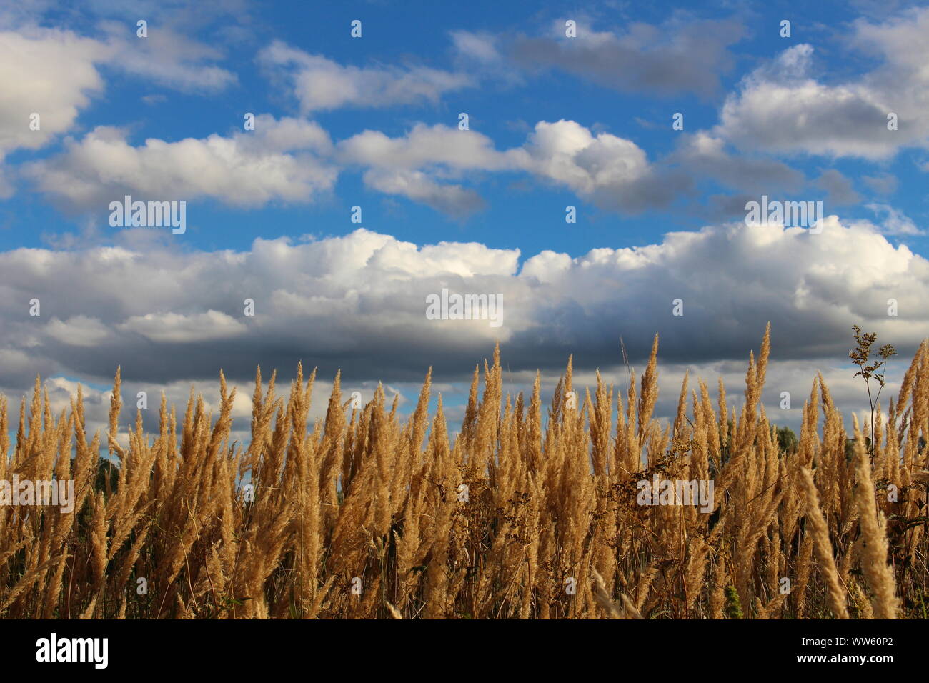 Focus on feather reed grass, background with Blue sky with dark and ...