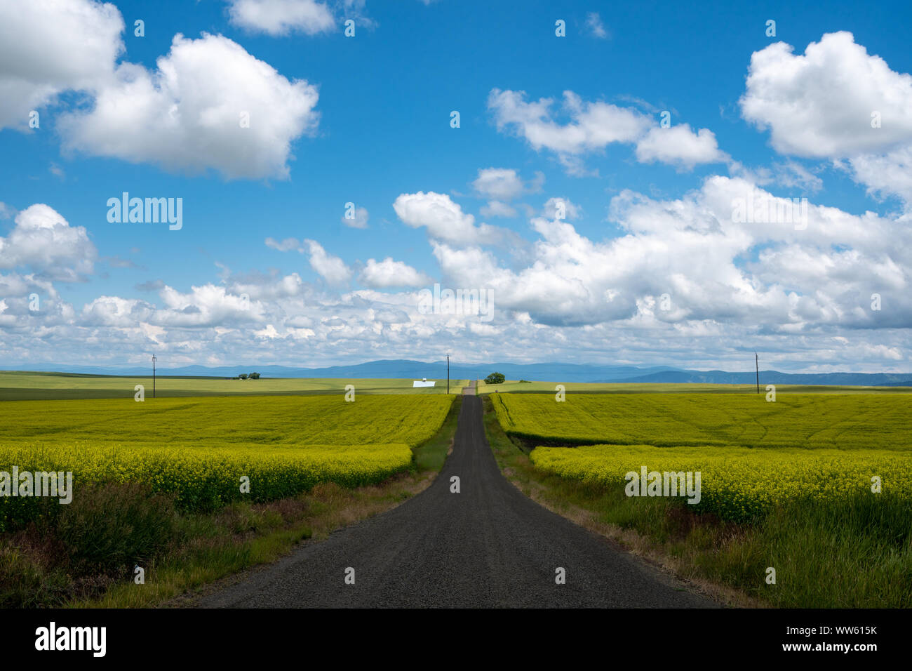 Leading line of a road through a field of mustard plants in the palouse ...