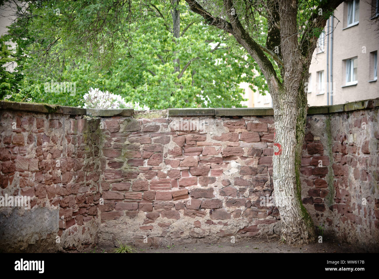 A broad-leaved tree in a corner of a parking bay separated by a rustic ...