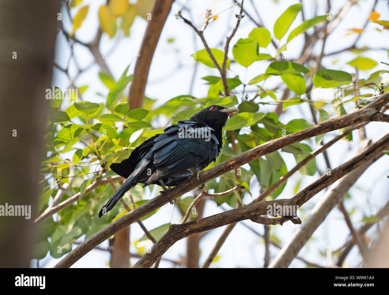 Koel bird hi-res stock photography and images - Alamy