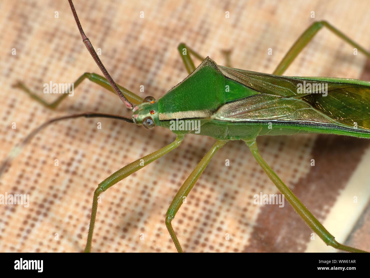 Macro Photography of Green Assassin Bug on The Floor Stock Photo - Alamy