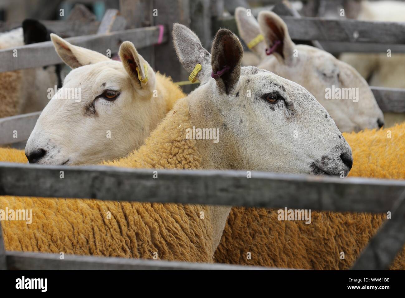 Moreton in marsh show hi-res stock photography and images - Alamy