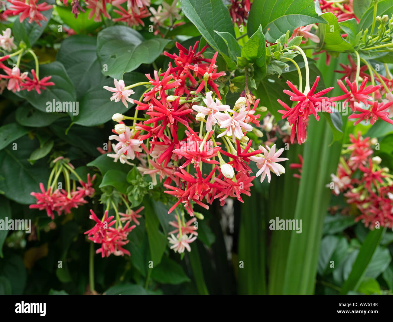 Closeup Beautiful Rangoon Creeper Flowers with Green Leaves Stock Photo ...
