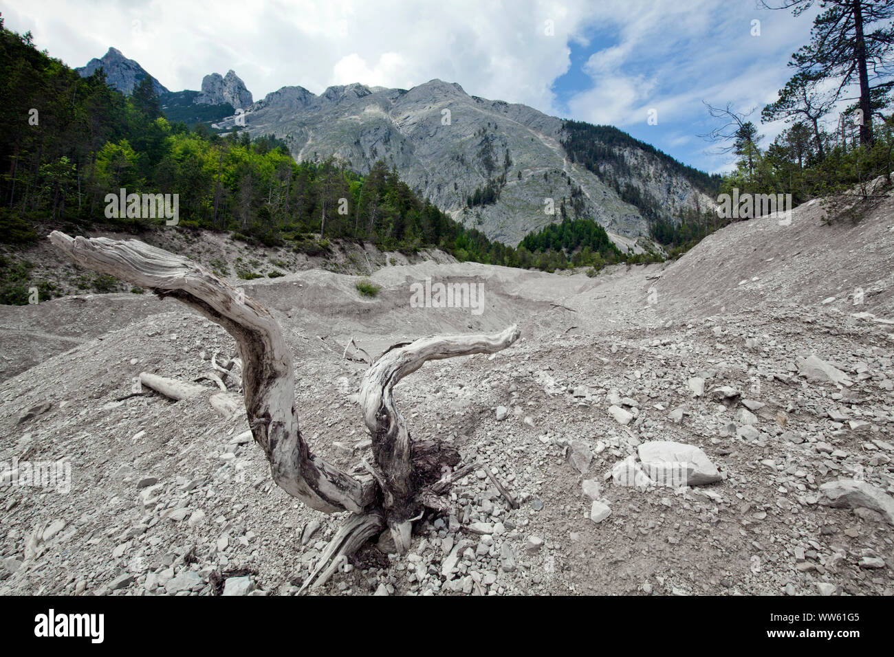bizarre root in the impressive debris cone Stock Photo - Alamy