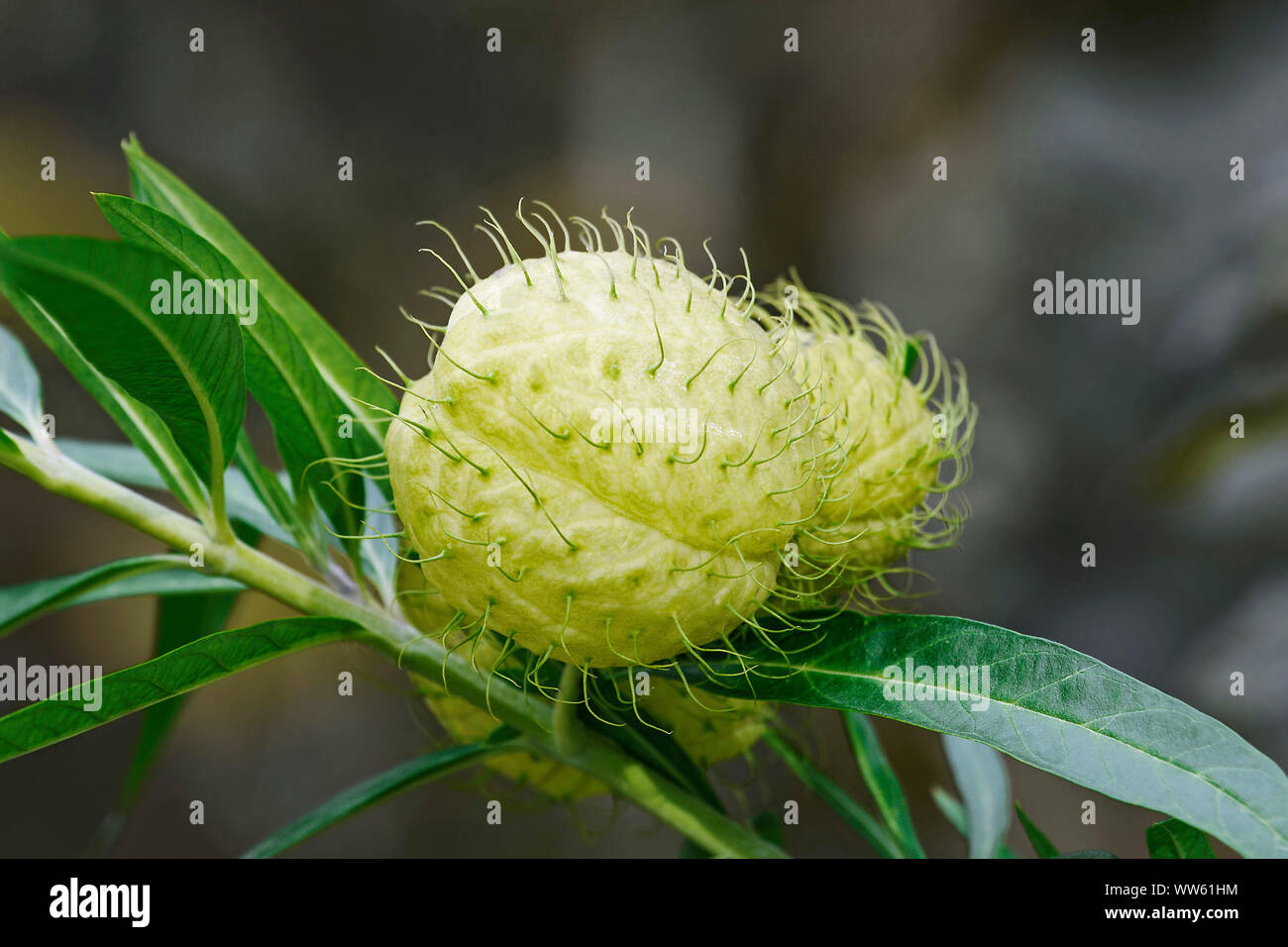 Swan Plant, Gomphocarpus physocarpus, Hairy green seedpod balls growing ...