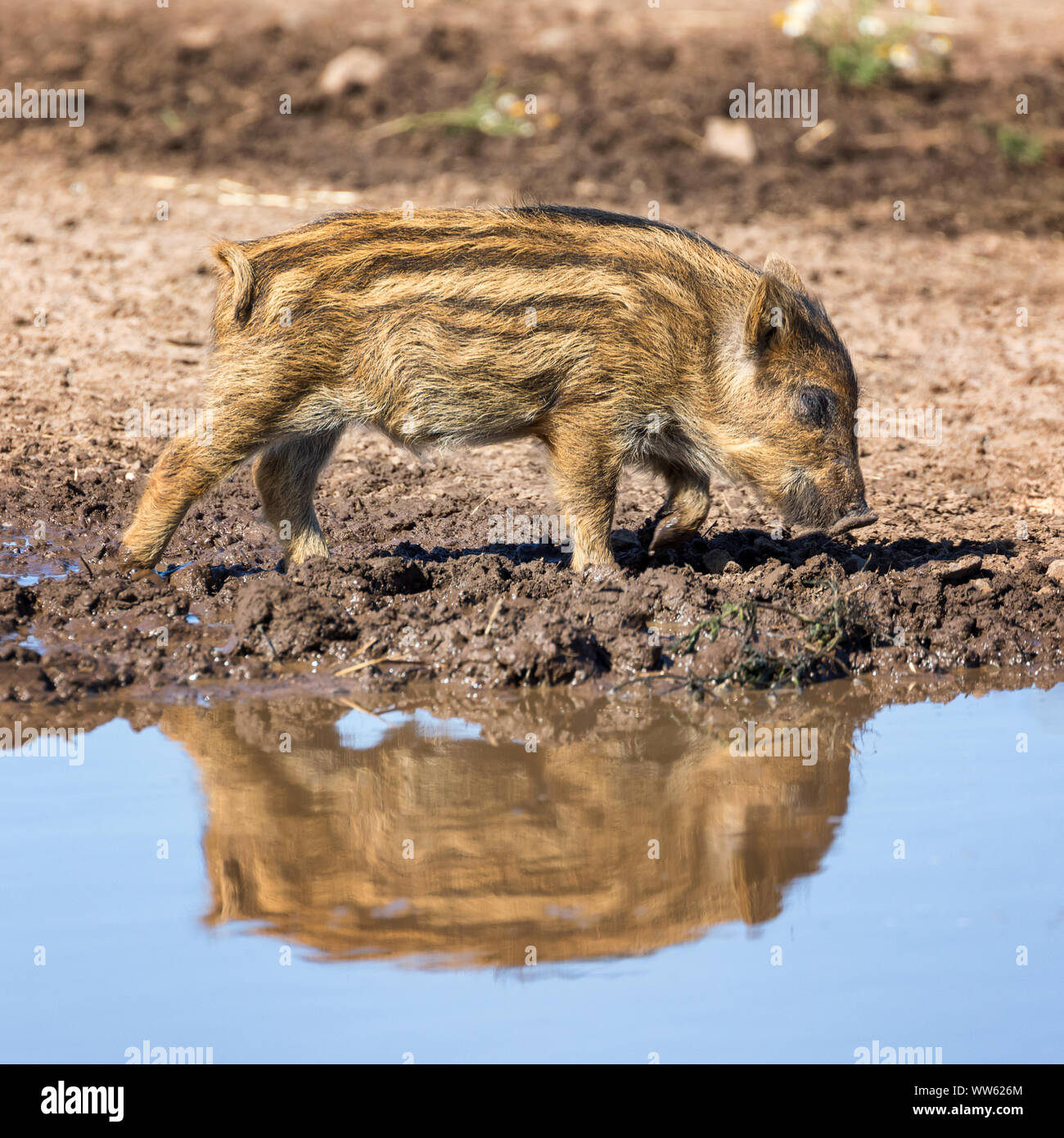 Baby wild boar hi-res stock photography and images - Alamy