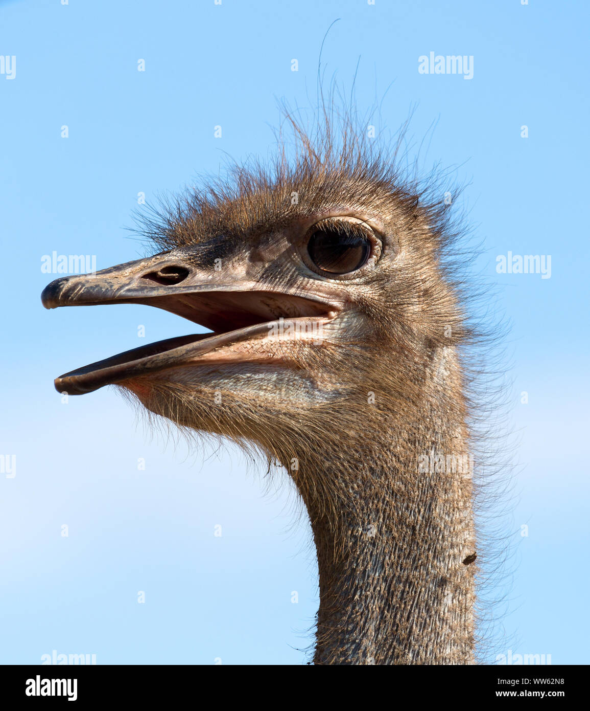 Smiling bird hi-res stock photography and images - Alamy