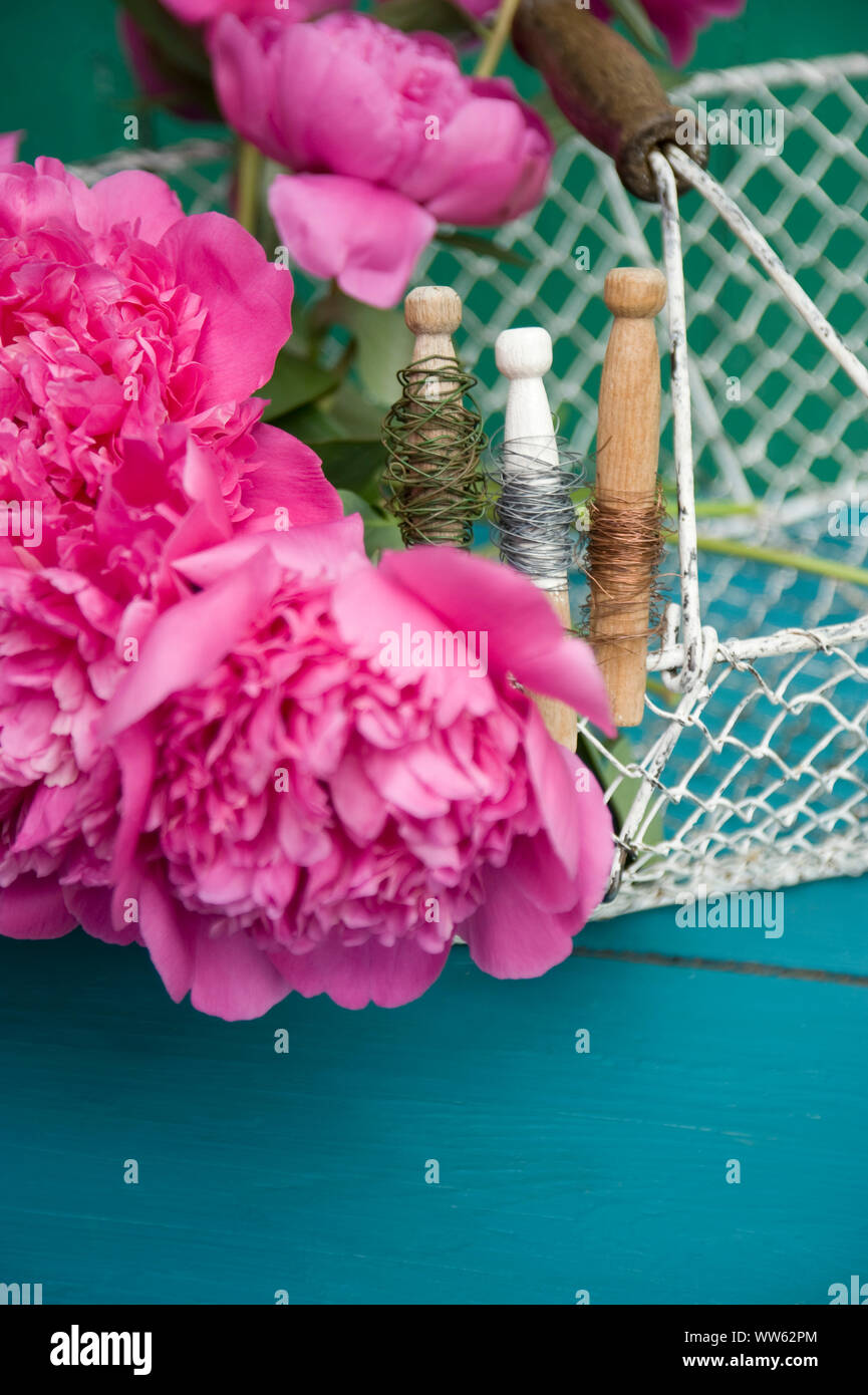 Peonies with wire clamps Stock Photo - Alamy
