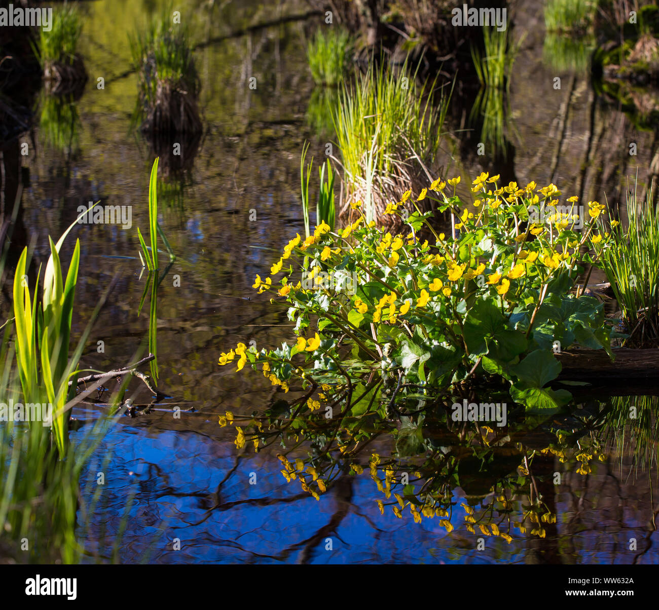 Pond ornamentation hi-res stock photography and images - Alamy