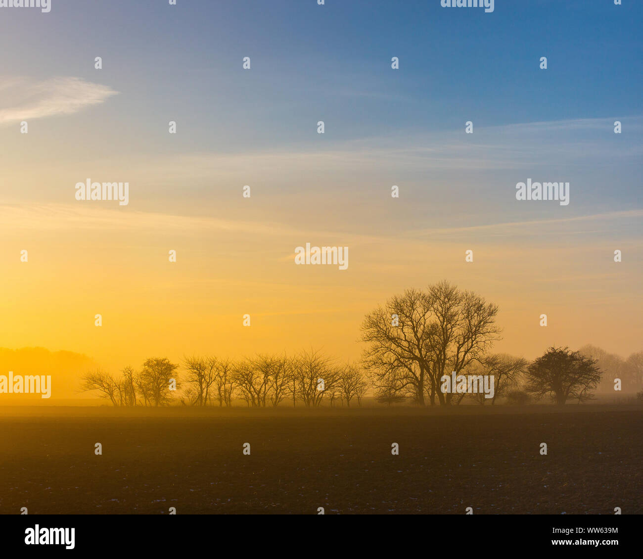 Trees in full sun bed hi-res stock photography and images - Alamy
