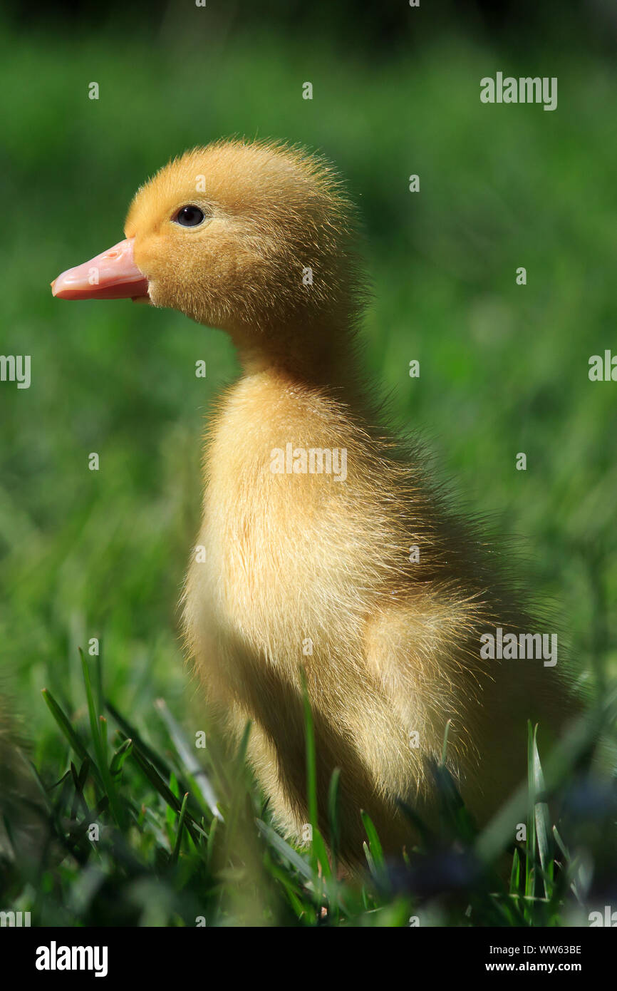 Duckling grass hi-res stock photography and images - Alamy