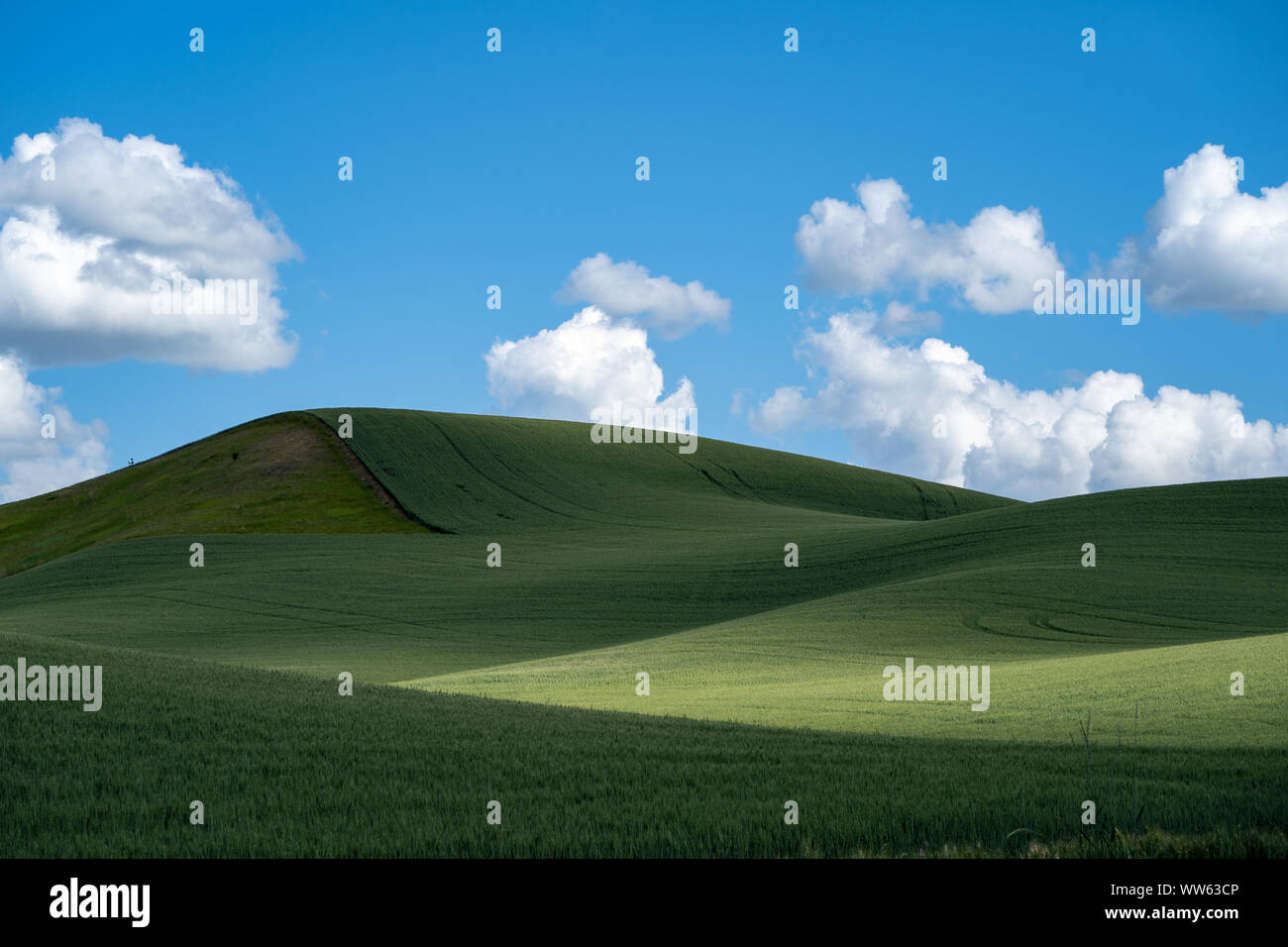 Rolling green grass hills of the Palouse region of Eastern Washington ...