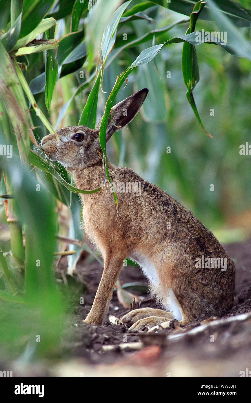 Hare in corn Stock Photo - Alamy