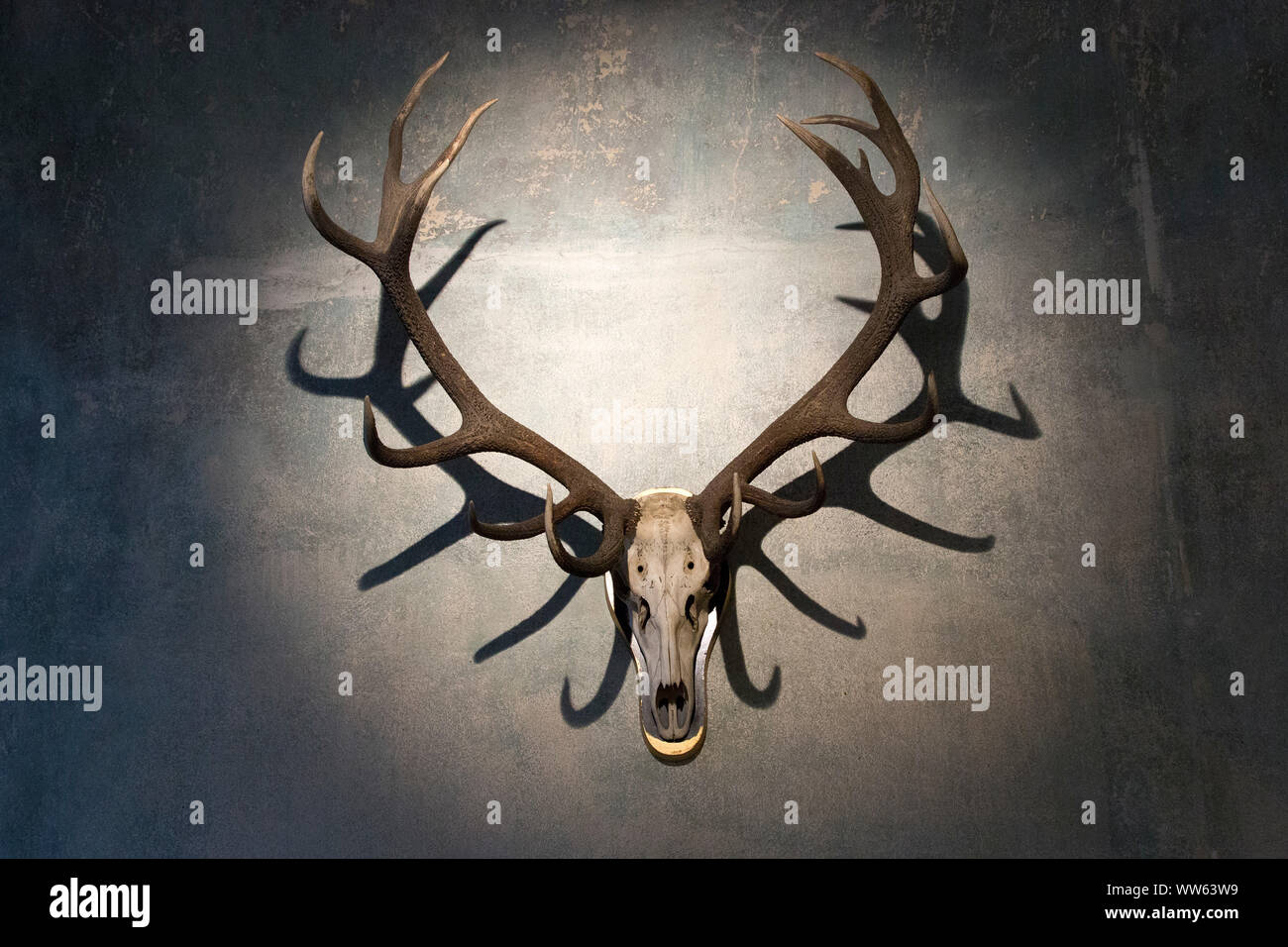 Hunting lodge antlers hi-res stock photography and images - Alamy