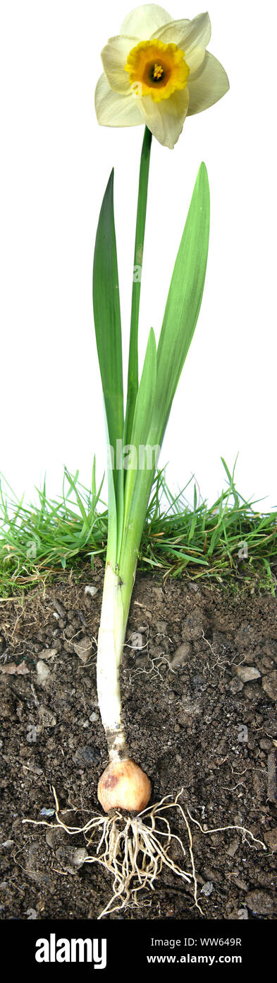 Daffodil growing - cross section showing soil and bulb Stock Photo - Alamy