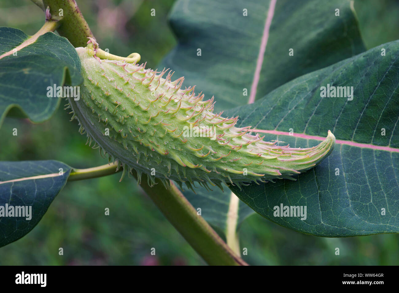 Common milkweed, Asclepias syriaca, Green hairy seed pod growing ...