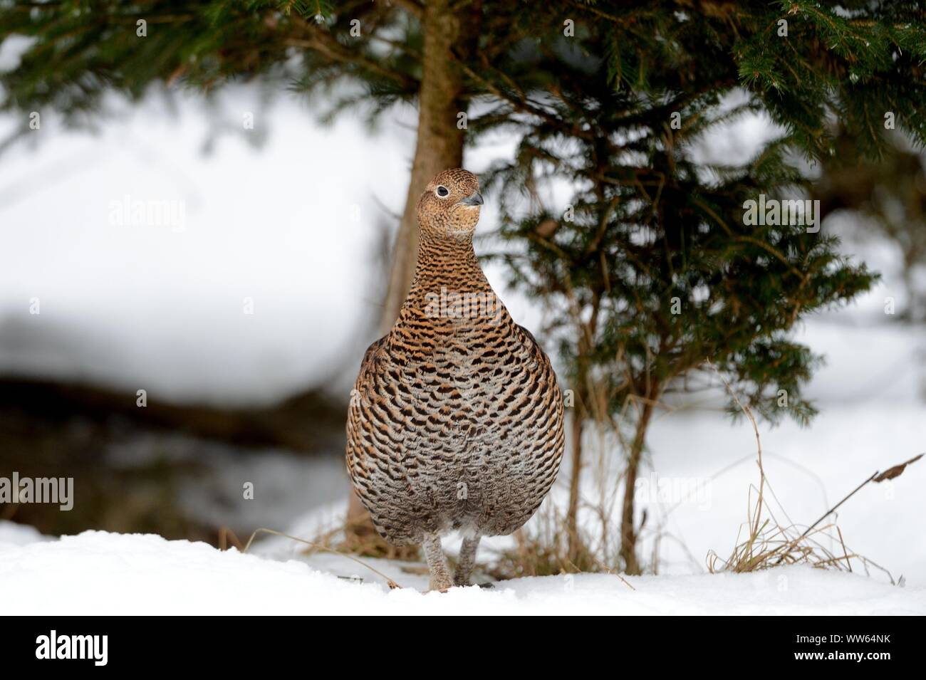 Black grouse in the snow, Tetrao tetrix Stock Photo - Alamy