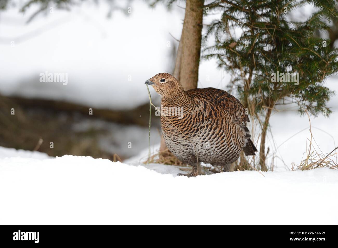 Black grouse in the snow, Tetrao tetrix Stock Photo - Alamy