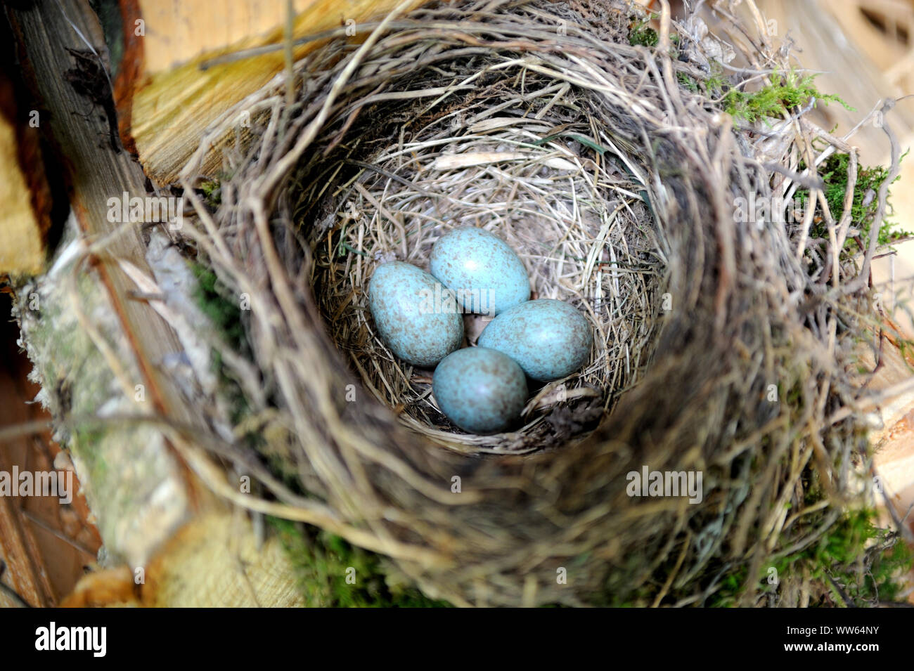 Passerine eggs hi-res stock photography and images - Alamy