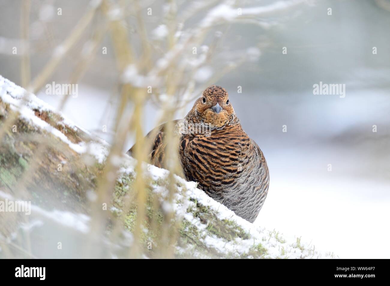 Black grouse in the snow, Tetrao tetrix Stock Photo - Alamy