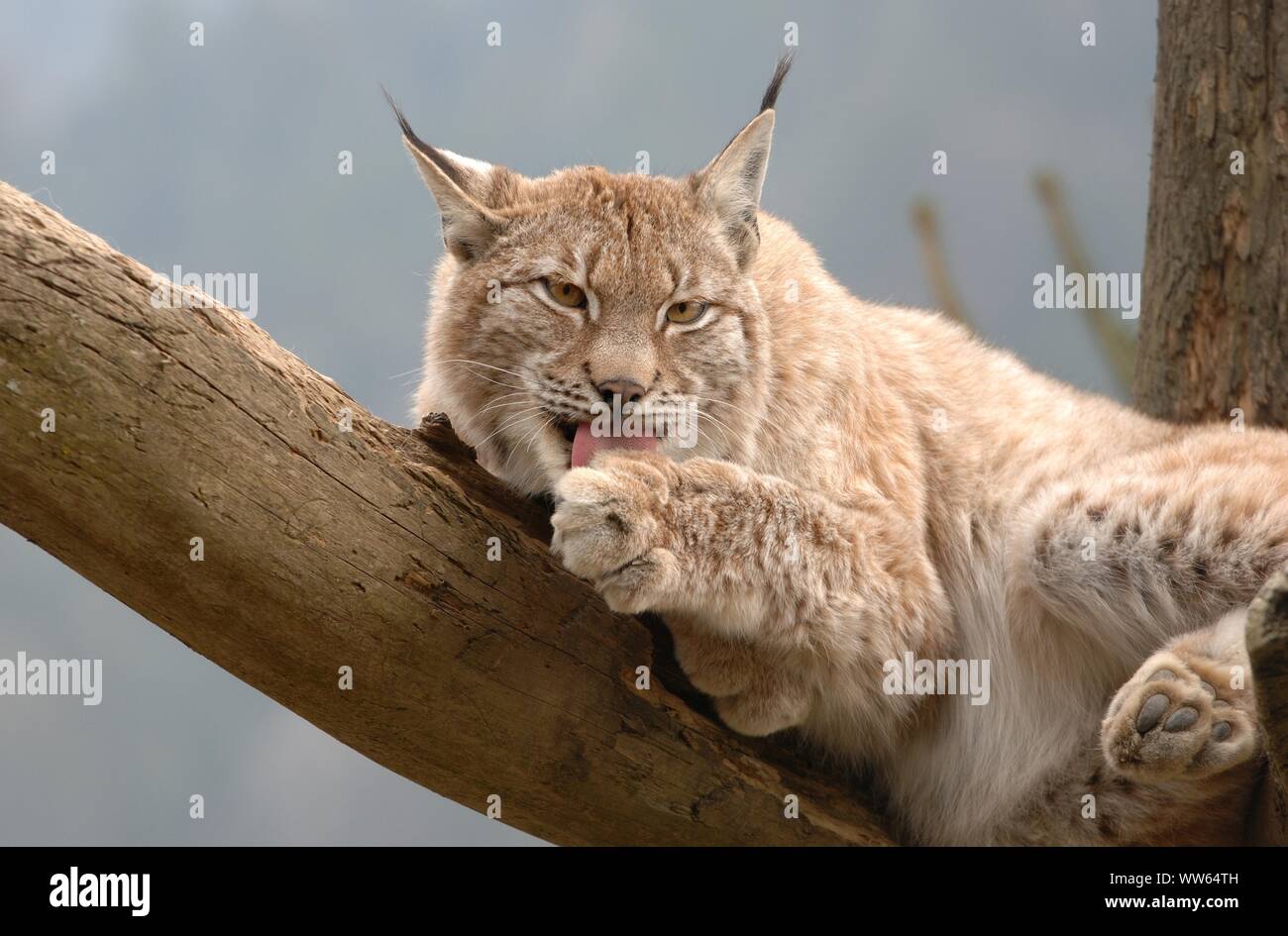 Eurasian lynx on tree, Lynx lynx Stock Photo - Alamy