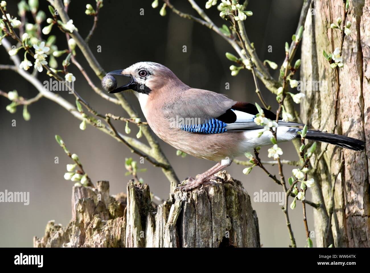 Jay tiger hi-res stock photography and images - Alamy