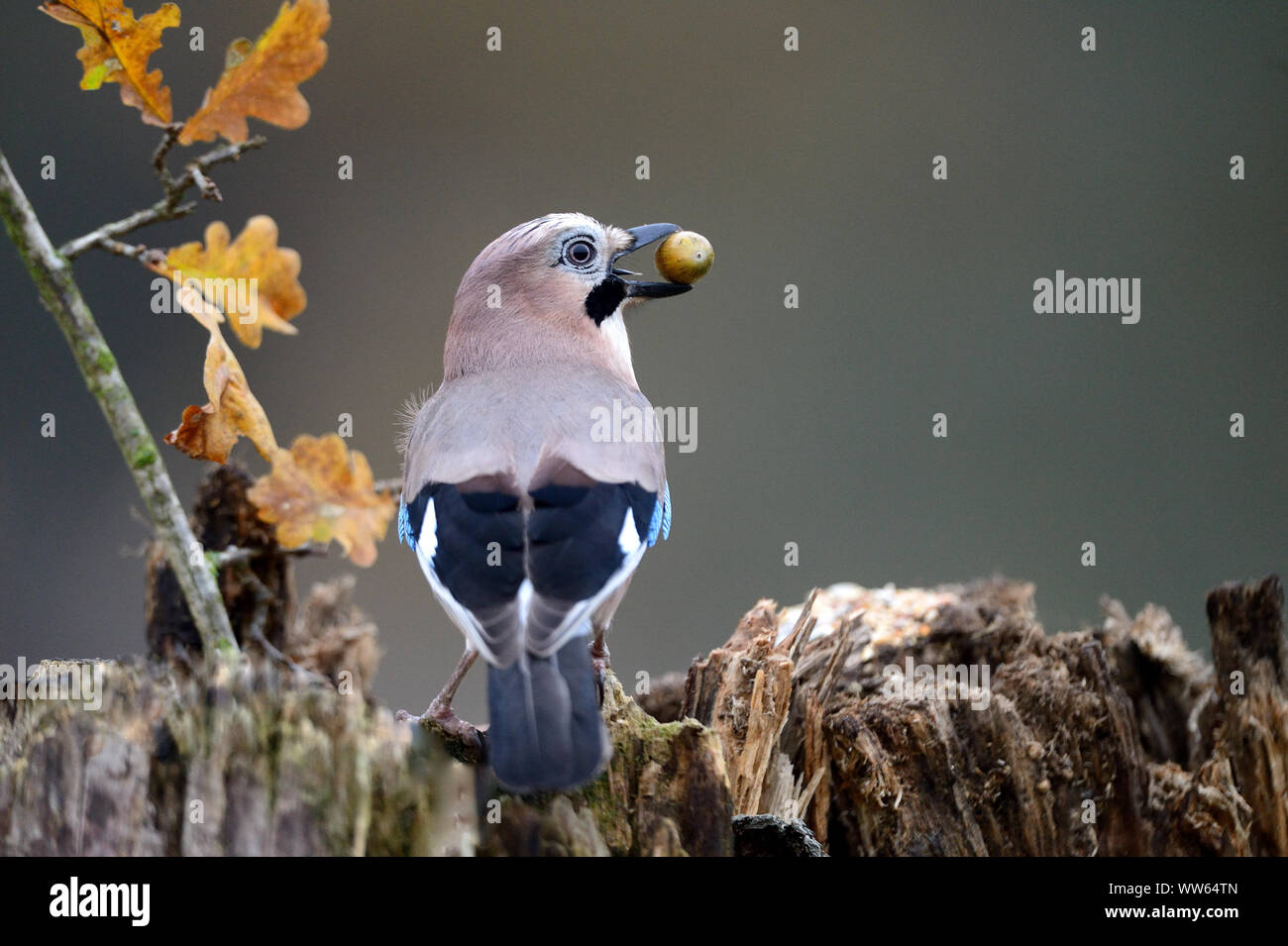 Jay acorn garrulus hi-res stock photography and images - Alamy