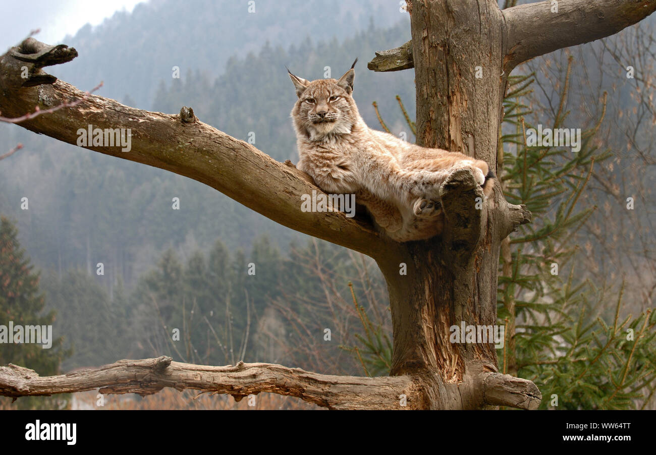 Eurasian lynx on tree, Lynx lynx Stock Photo - Alamy