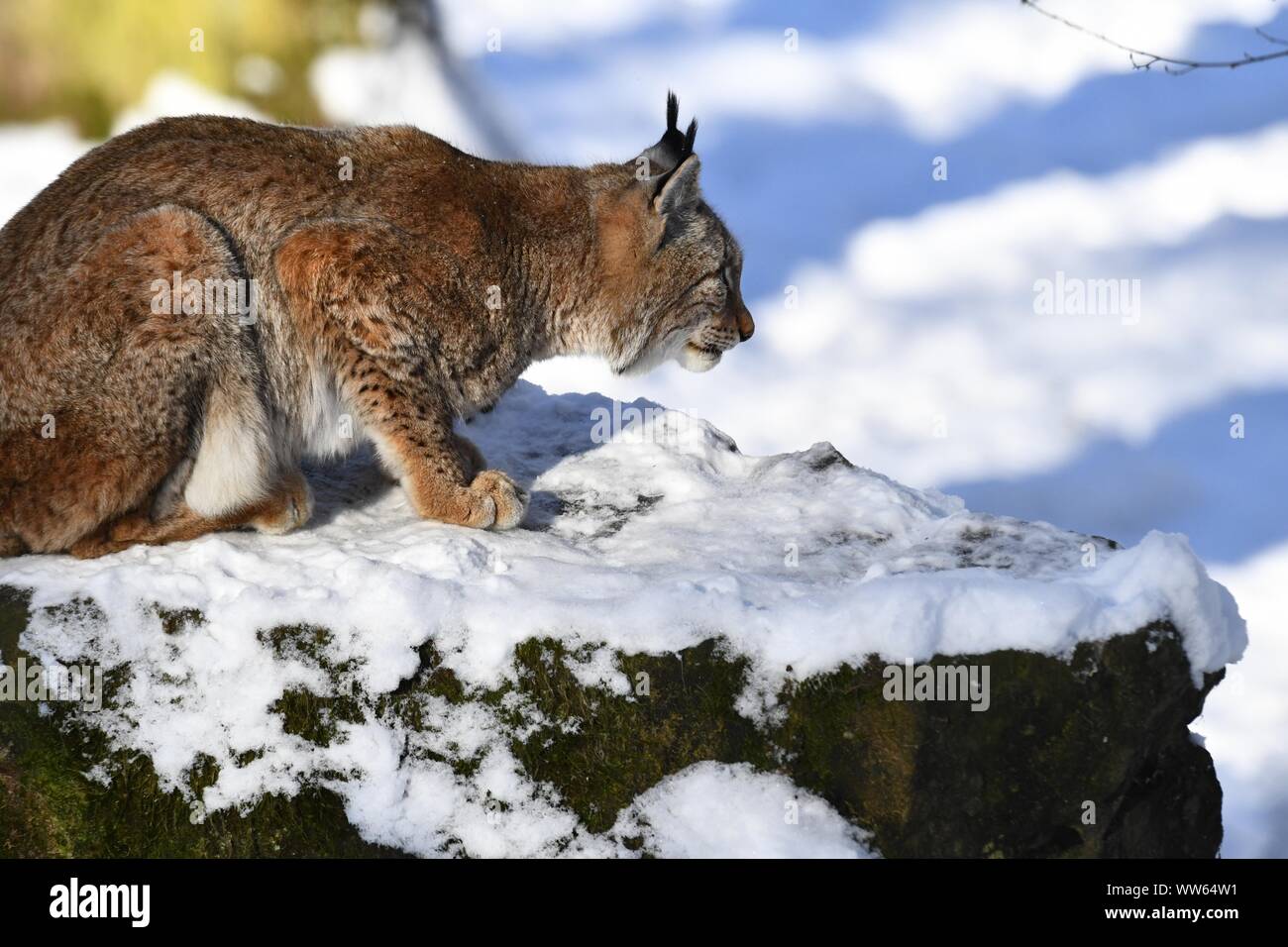 From eurasian lynx hi-res stock photography and images - Alamy