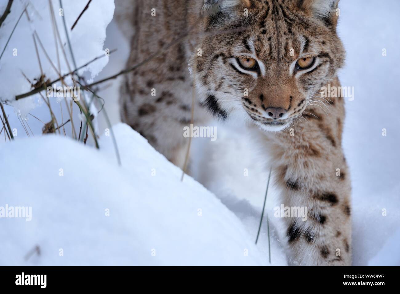 Eurasian lynxes in the snow hi-res stock photography and images - Alamy