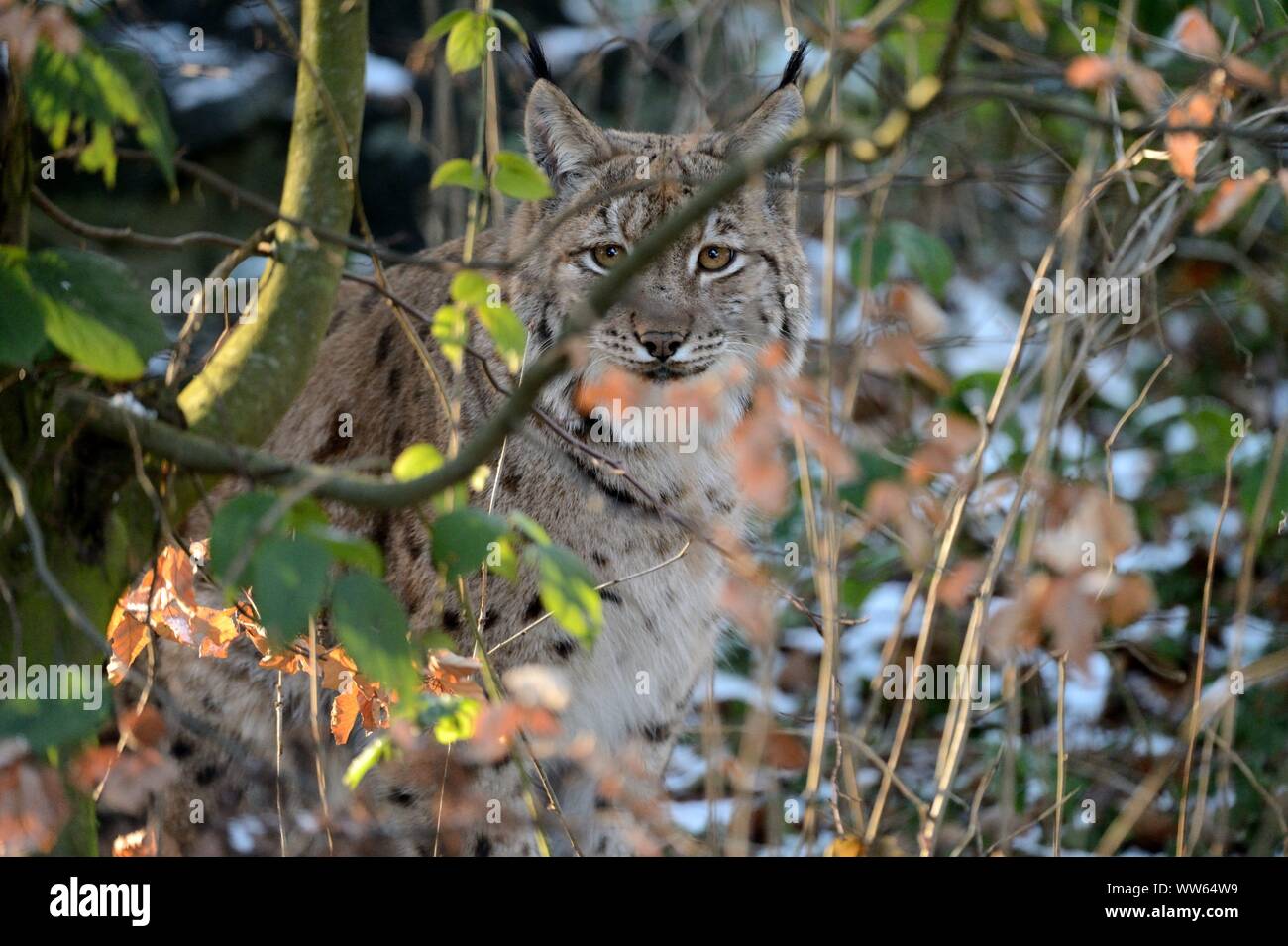 Eurasian lynx in the forest, Lynx lynx Stock Photo - Alamy