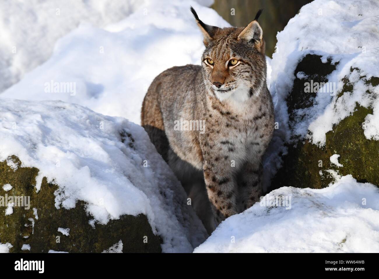 Eurasian lynx lynx lynx profile hi-res stock photography and images - Alamy