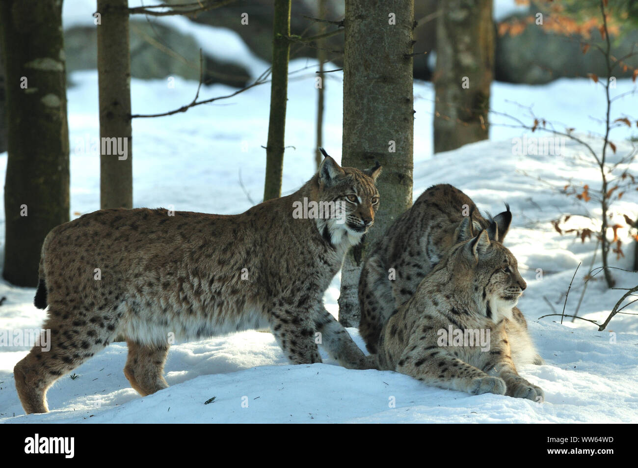 Grey lynx hi-res stock photography and images - Alamy