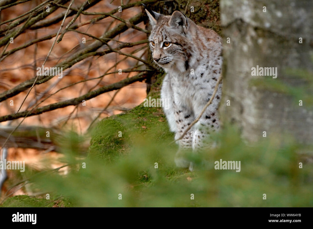 Lynx in trees hi-res stock photography and images - Alamy