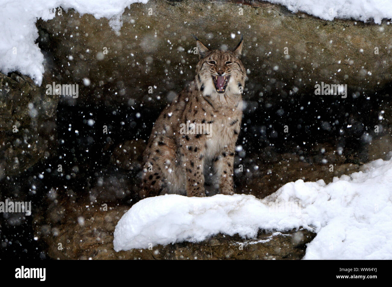Lynx in cave hi-res stock photography and images - Alamy