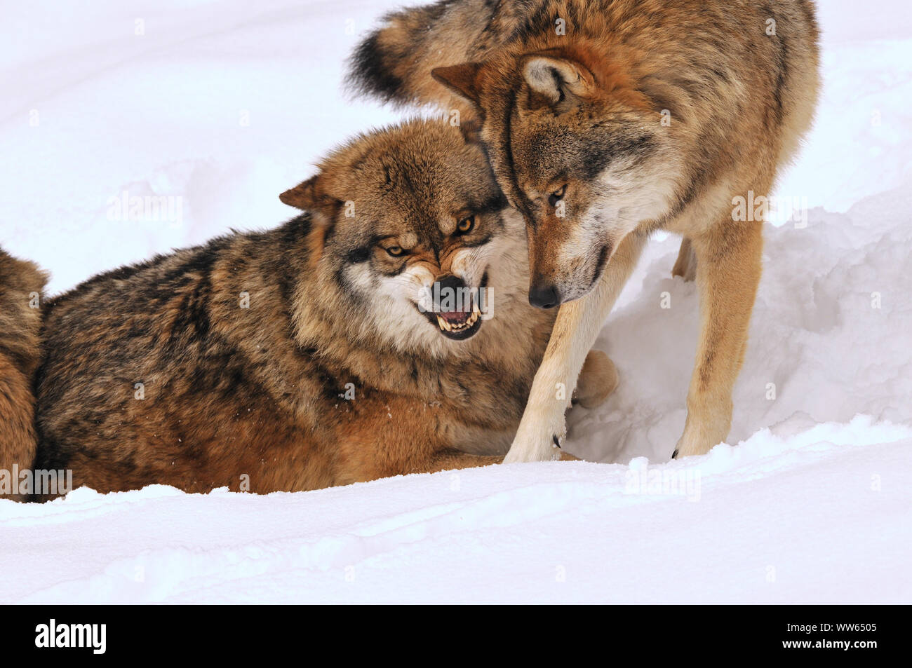 European wolves hi-res stock photography and images - Alamy