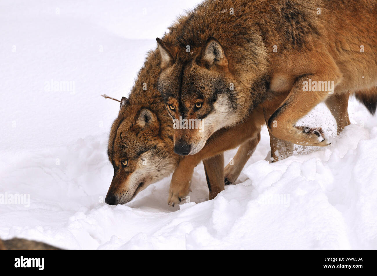 Aggressive Wolves High Resolution Stock Photography and Images - Alamy