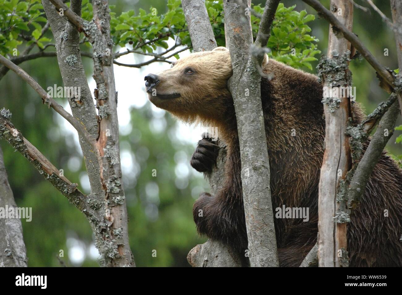 European brown bear climbing tree, Ursus arctos Stock Photo - Alamy