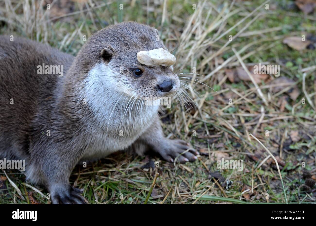 European otter, Lutra lutra, stone on the head Stock Photo - Alamy