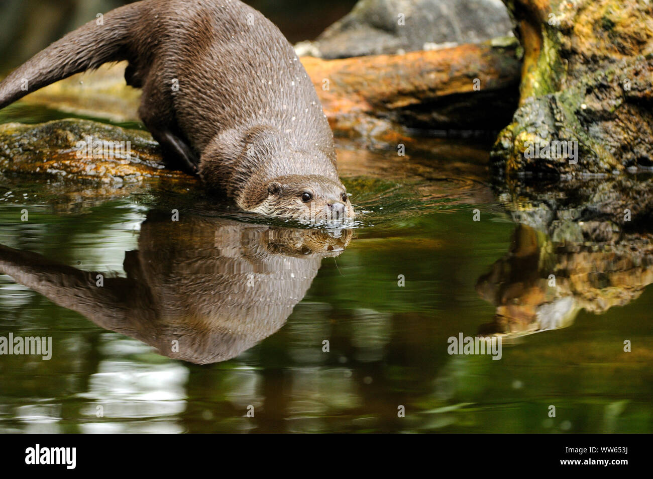 European otter at the river, Lutra lutra Stock Photo - Alamy