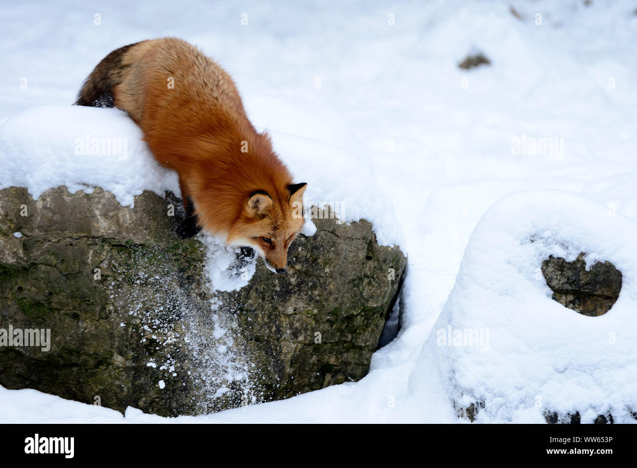 Red fox snow woodland hi-res stock photography and images - Alamy