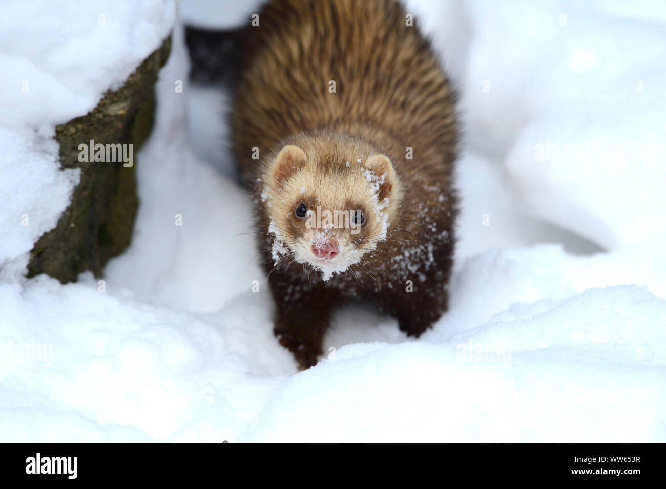 European polecat snow hi-res stock photography and images - Alamy