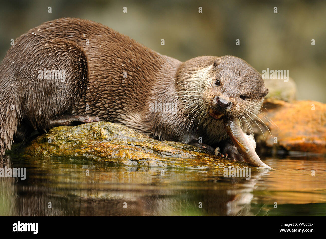 European otter catching prey at the river, Lutra lutra Stock Photo - Alamy