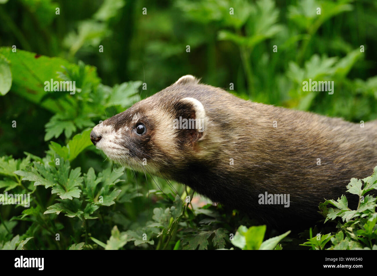 European polecat in the forest, Mustela putorius Stock Photo - Alamy