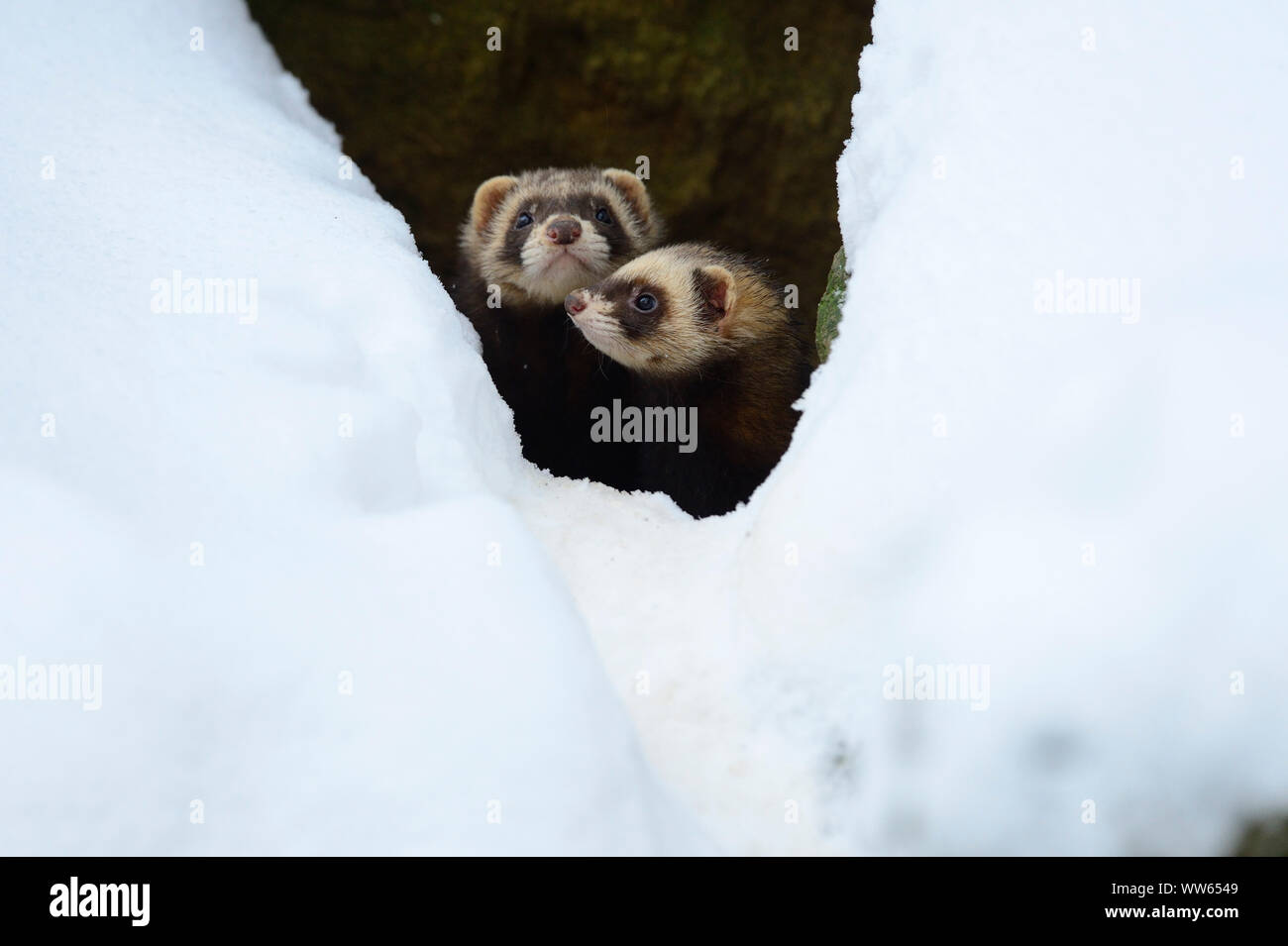 European polecat in the snow, couple, Mustela putorius Stock Photo - Alamy
