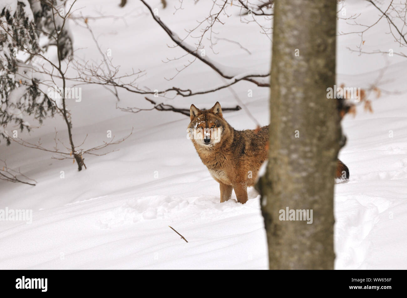 Fox canis vulpes hi-res stock photography and images - Alamy
