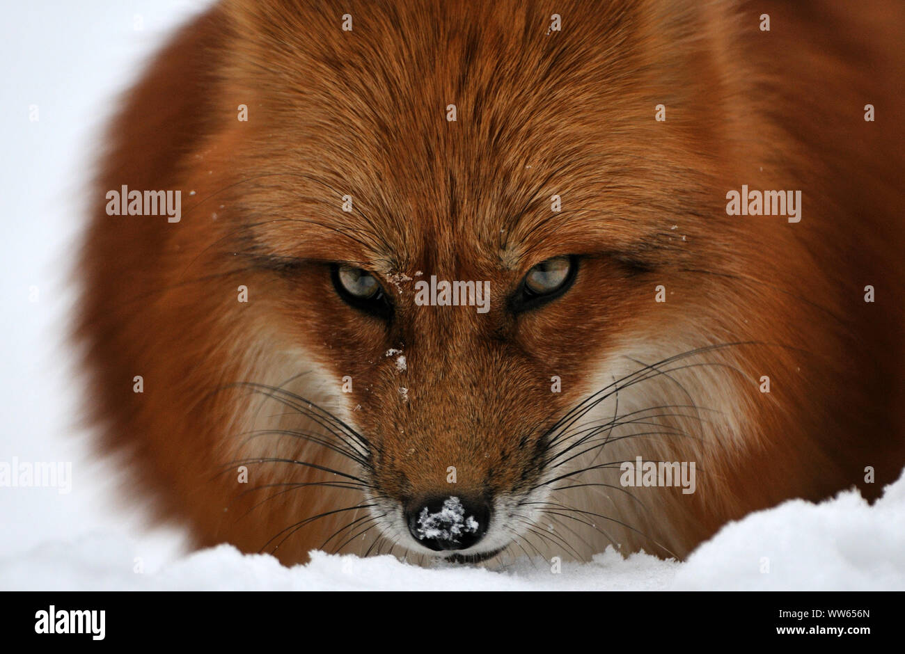 Fox close up head view hi-res stock photography and images - Alamy