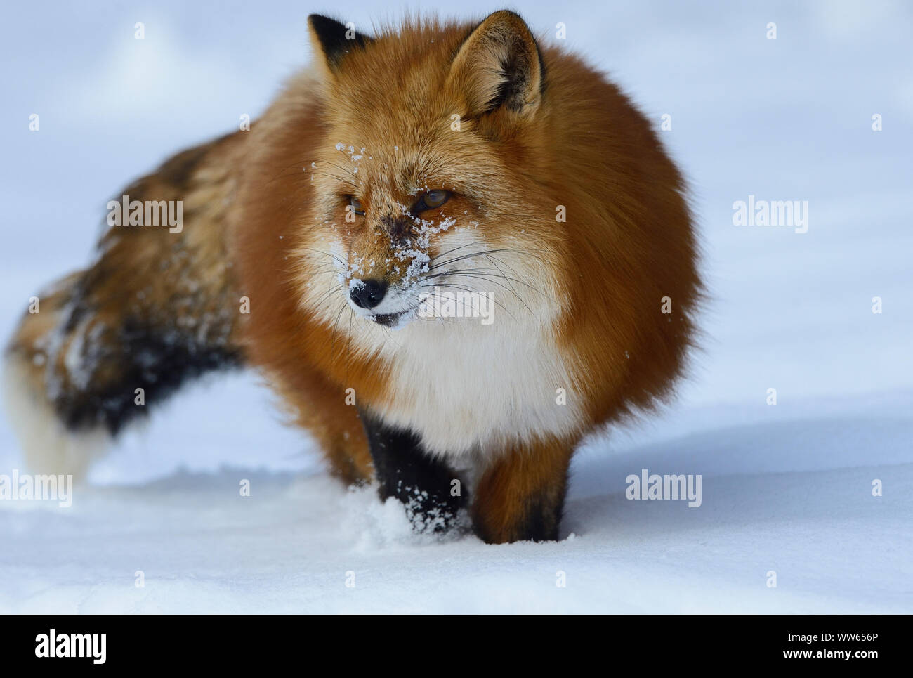European red fox in the snow, Vulpes vulpes Stock Photo - Alamy